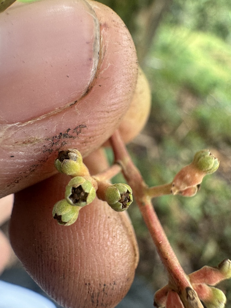 Aniba robusta from Llano Grande, La Vega, Cundinamarca, CO on March 30, 2025 at 10:38 AM by ...