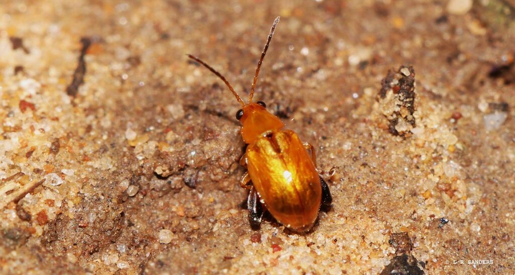 Flea Beetles from Emerald QLD, Australia on March 31, 2025 at 02:38 PM ...