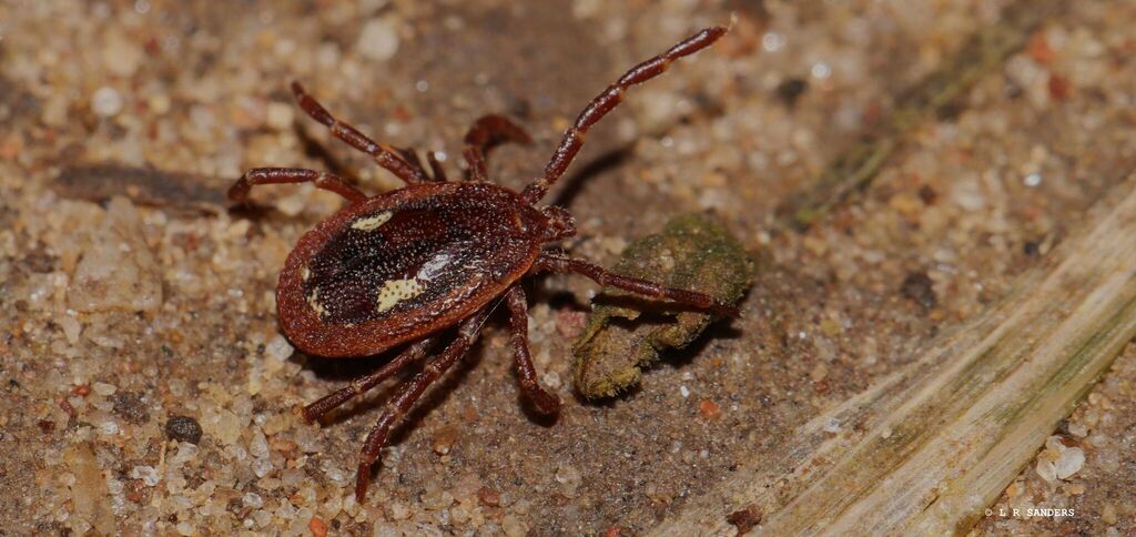 Kangaroo Tick from Emerald QLD, Australia on March 31, 2025 at 02:35 PM ...