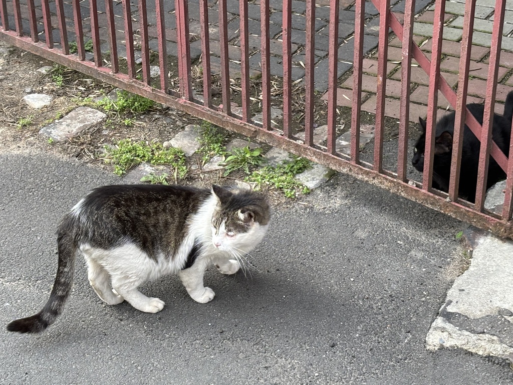 Domestic Cat from Strada Ienăchiță Văcărescu, Bucharest, Bucharest, RO ...