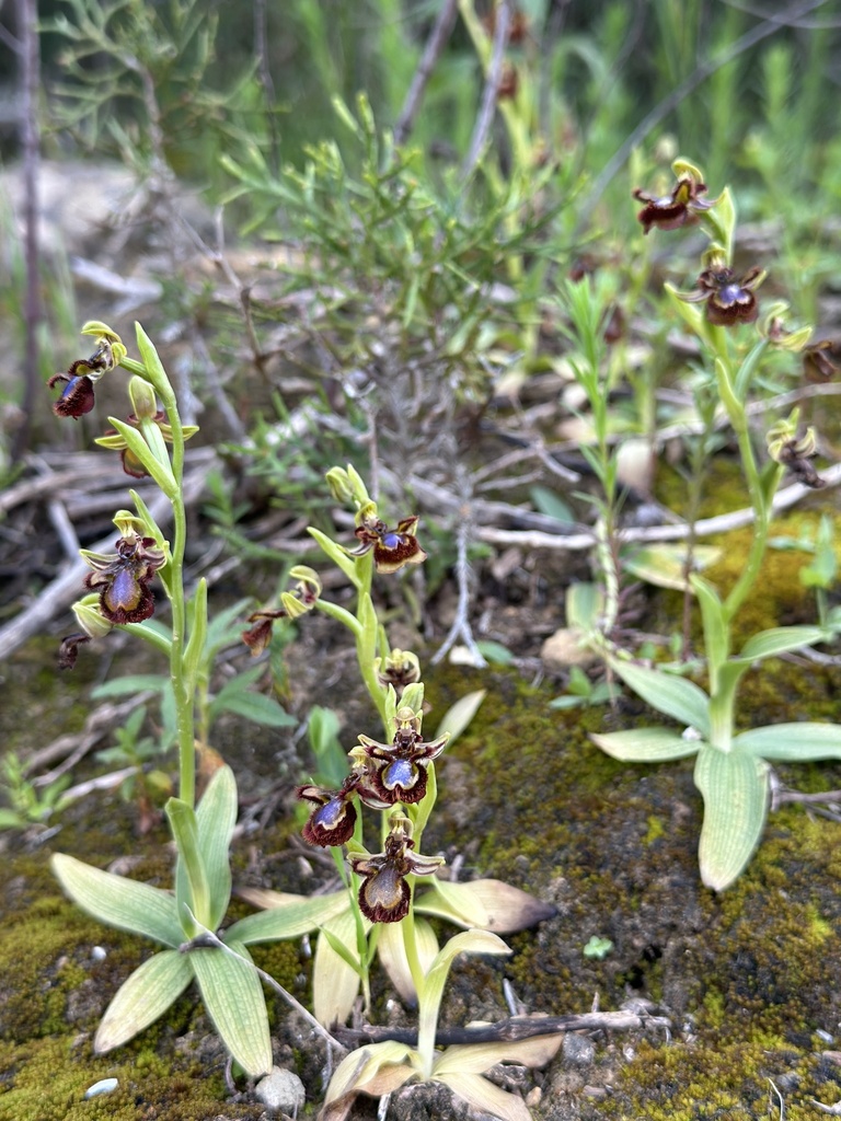 Mirror orchid from Bou Argoub, Вилайет Набуль, TN on March 30, 2025 at ...