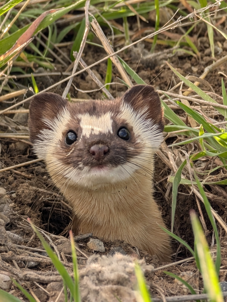 Long-tailed Weasel from Kern County, CA, USA on March 30, 2025 at 06:14 ...