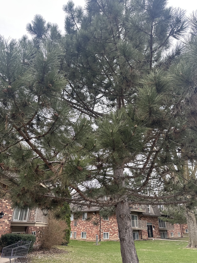 red pine from Gate Wood Dr, Lansing, MI, US on March 31, 2025 at 05:29 ...