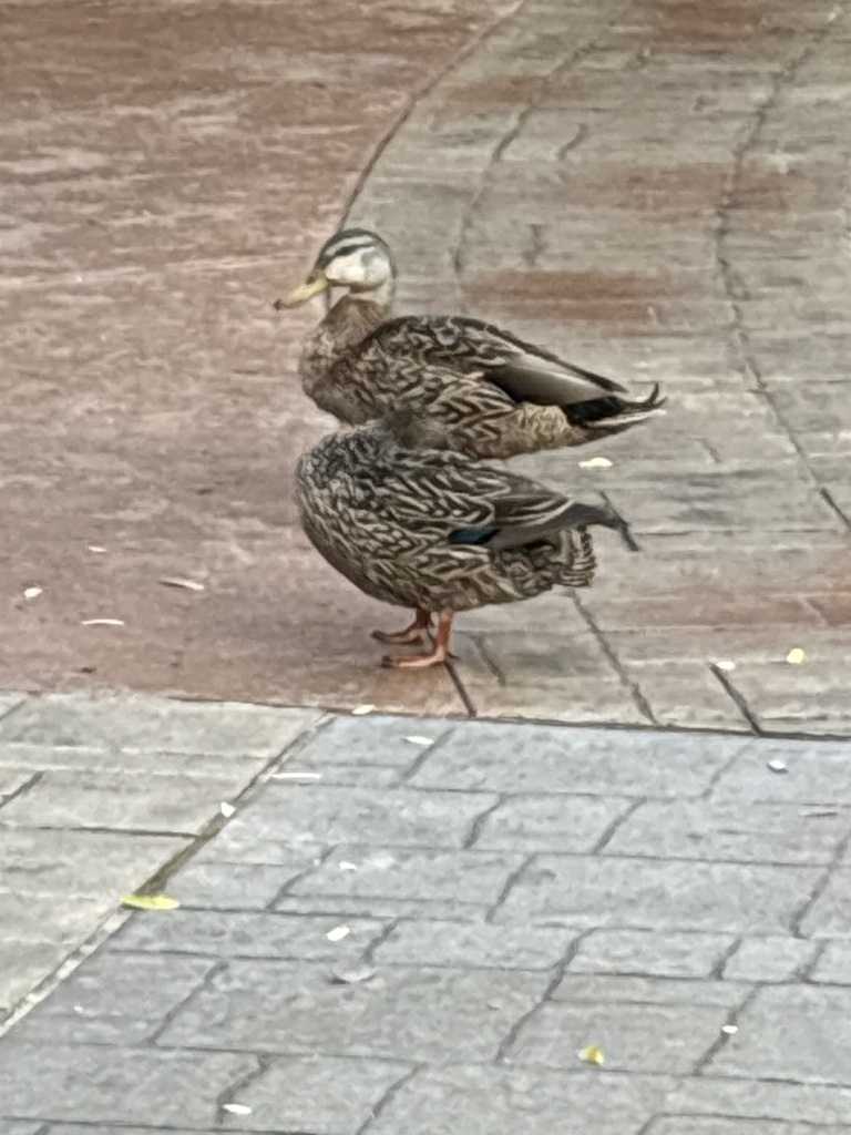 Mallard × Mottled Duck from Universal Islands of Adventure, Orlando, FL ...