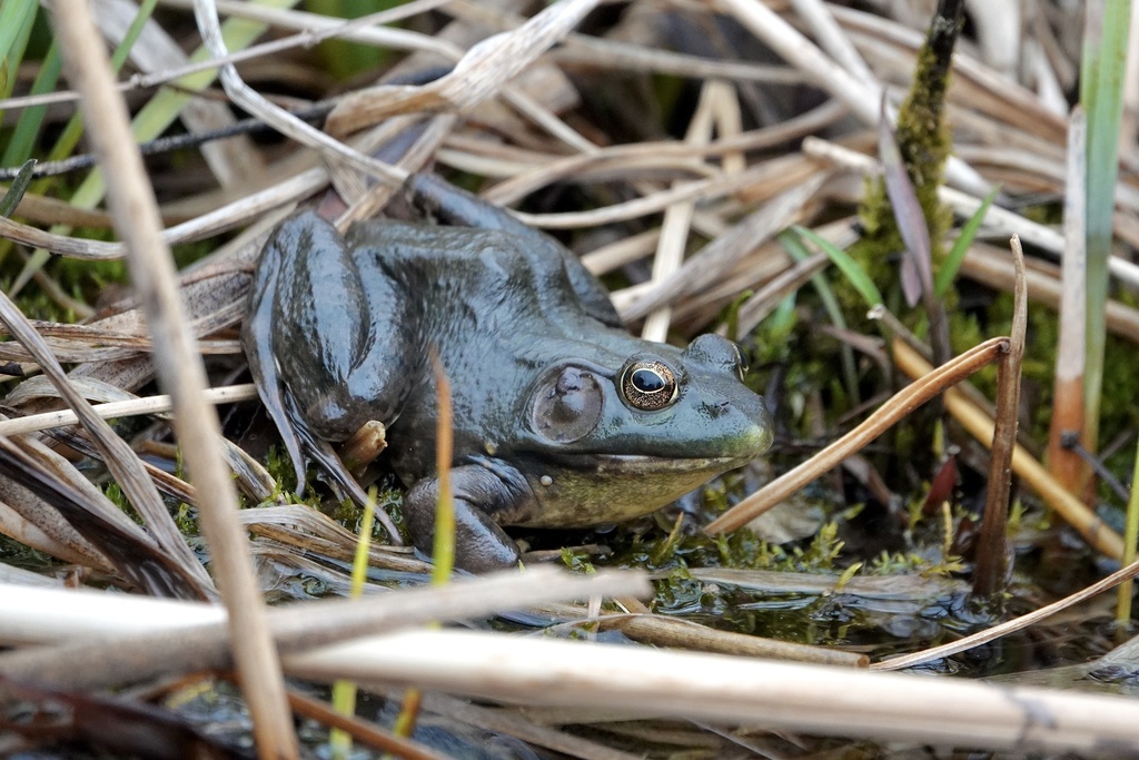 American Bullfrog from Texas Rd, Amherstburg, ON, CA on March 30, 2025 ...