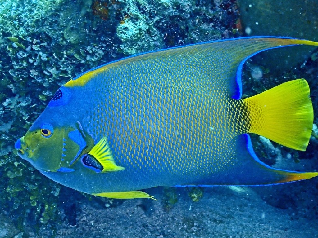 Queen Angelfish from Turneffe Atoll, Belize on March 2, 2025 at 12:31 ...