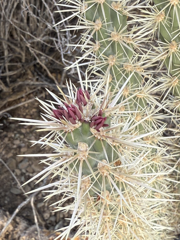 Buckhorn Cholla from Piestewa Peak / Dreamy Draw, Phoenix, AZ, US on ...