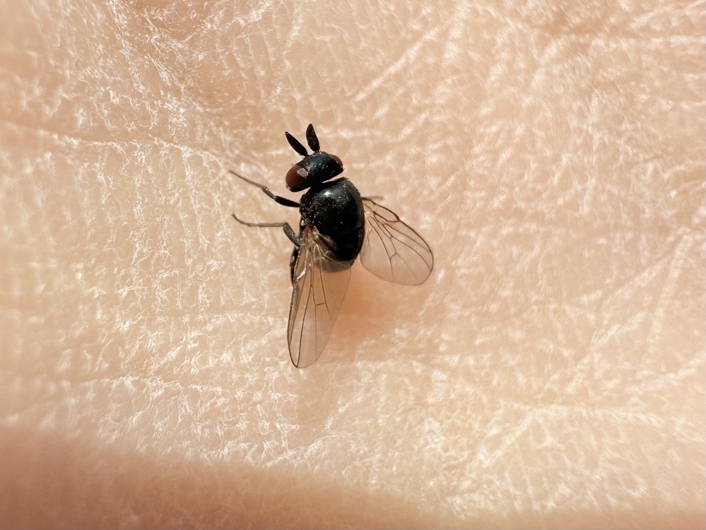 Cryptochetidae in April 2025 by marimo · iNaturalist