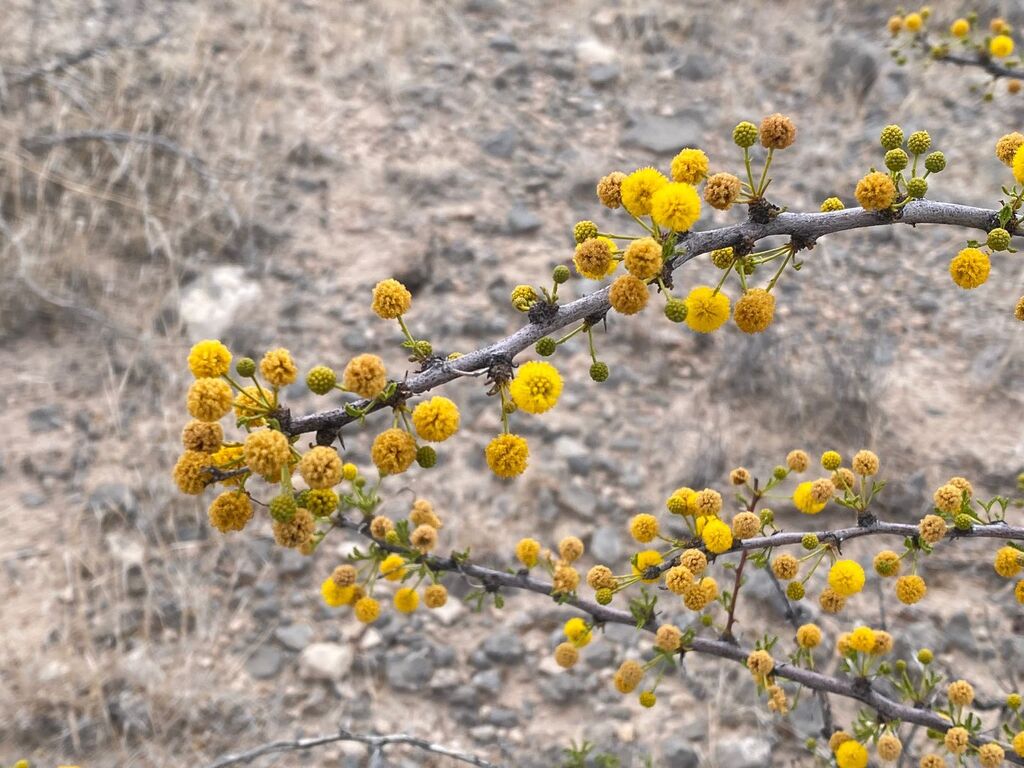 Viscid acacia from Municipio de Juárez, Chih., México on July 3, 2024 ...