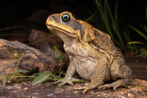 Medium Cane Toad