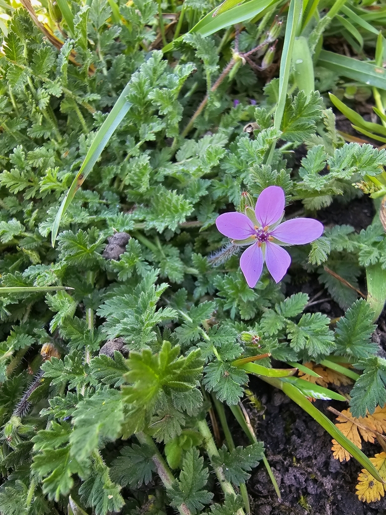 musk stork's-bill from Barrack Road (Stop P), Hounslow TW4 5AD, UK on ...