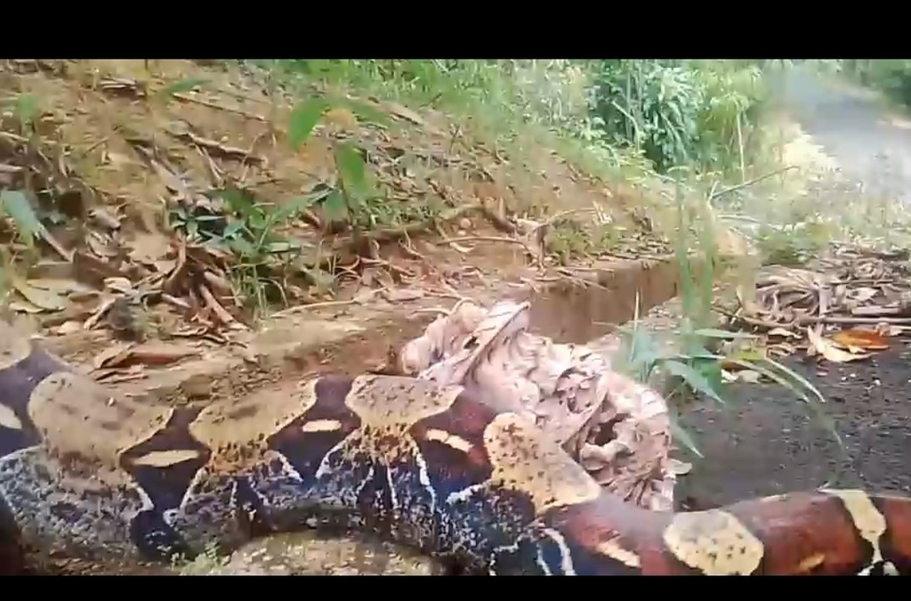 Amazonian Boa Constrictor from Castillo Trace, Trinidad and Tobago on ...