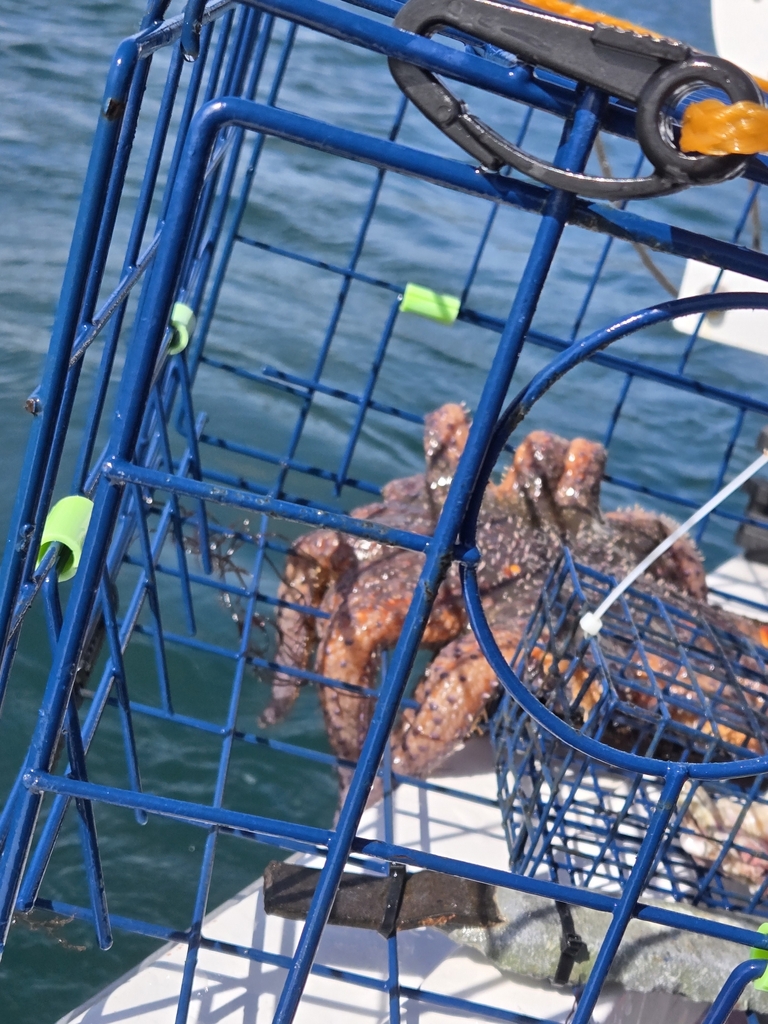 Sunflower Sea Star from Metchosin, BC, Canada on April 01, 2025 at 12: ...