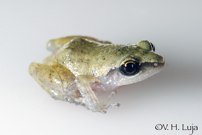 Pale Chirping Frog from Tepic, Nayarit on August 22, 2013 at 02:55 PM ...