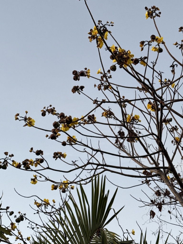 Buttercup Tree from San Blas, Nay., MX on April 1, 2025 at 06:15 PM by ...