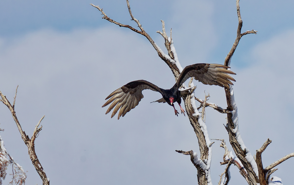Turkey Vulture in April 2025 by Lane Nielson · iNaturalist