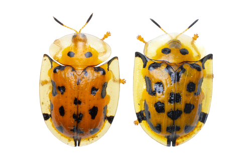 Aspidimorpha deusta · iNaturalist Mexico