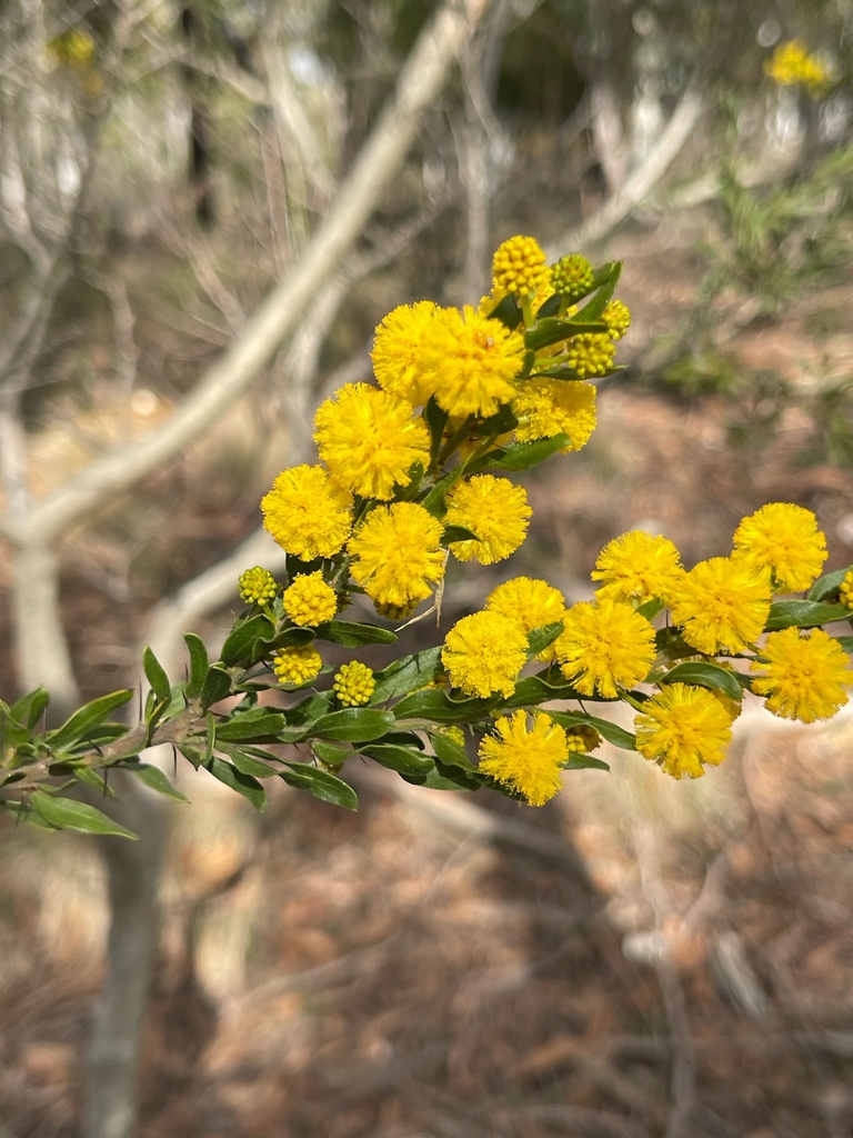 Acacia paradoxa - The Missing Library