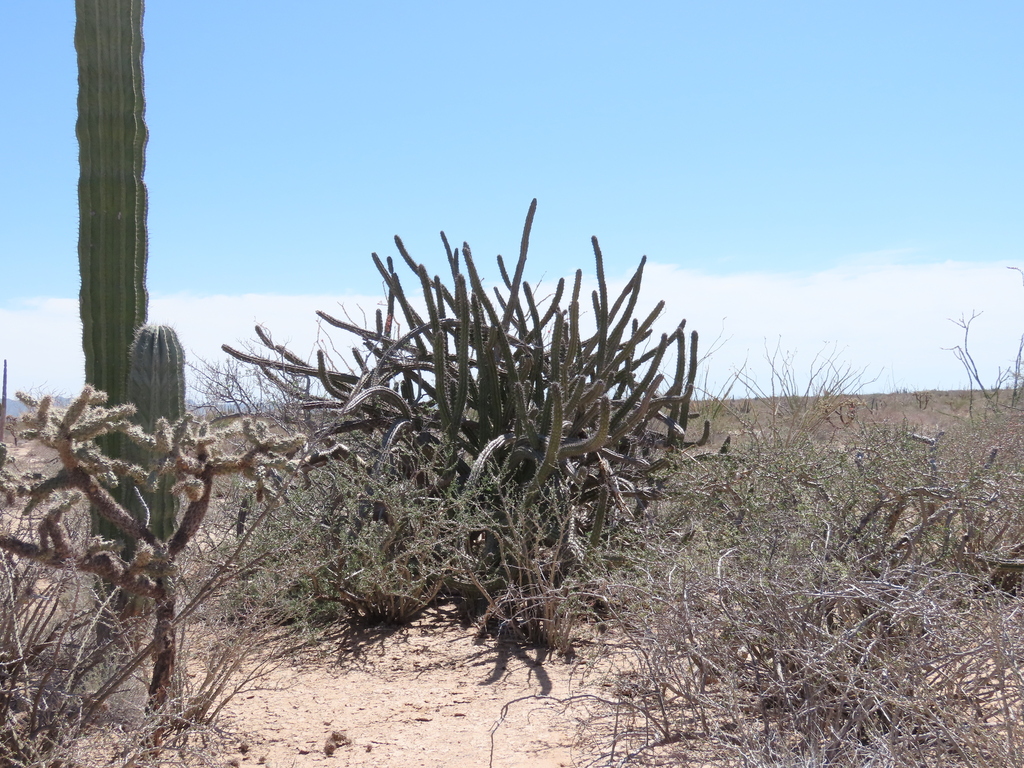 Octopus Cactus in March 2025 by LittleBlackCat · iNaturalist