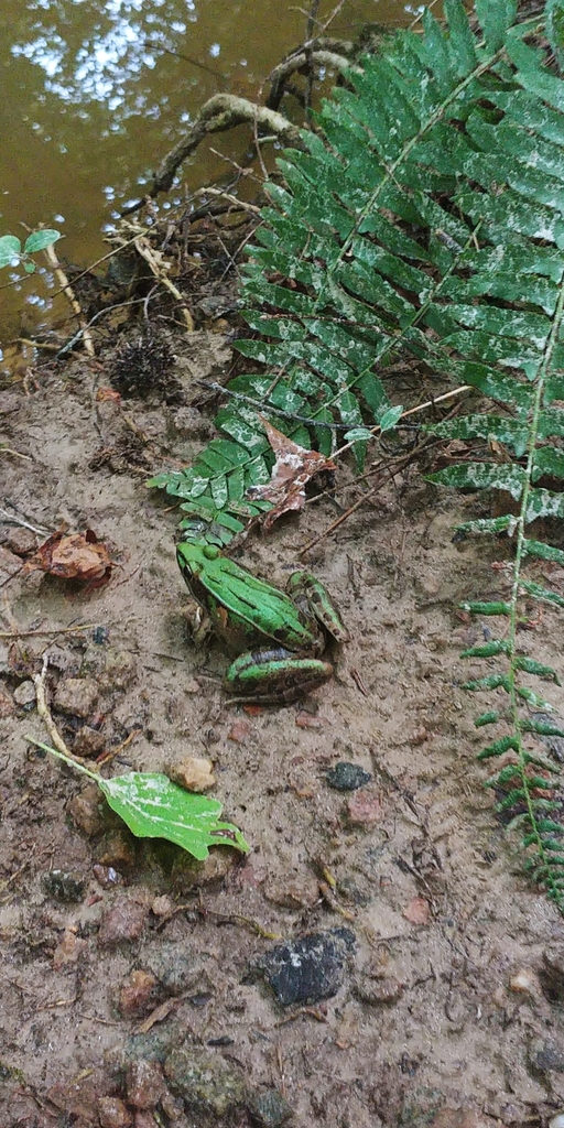 Southern Leopard Frog from Southwest Raleigh, Raleigh, NC, USA on ...