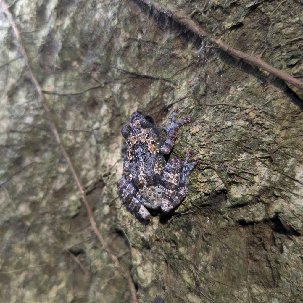 Vietnamese Bug-eyed Frog in April 2025 by Phúc Trần Nguyên · iNaturalist