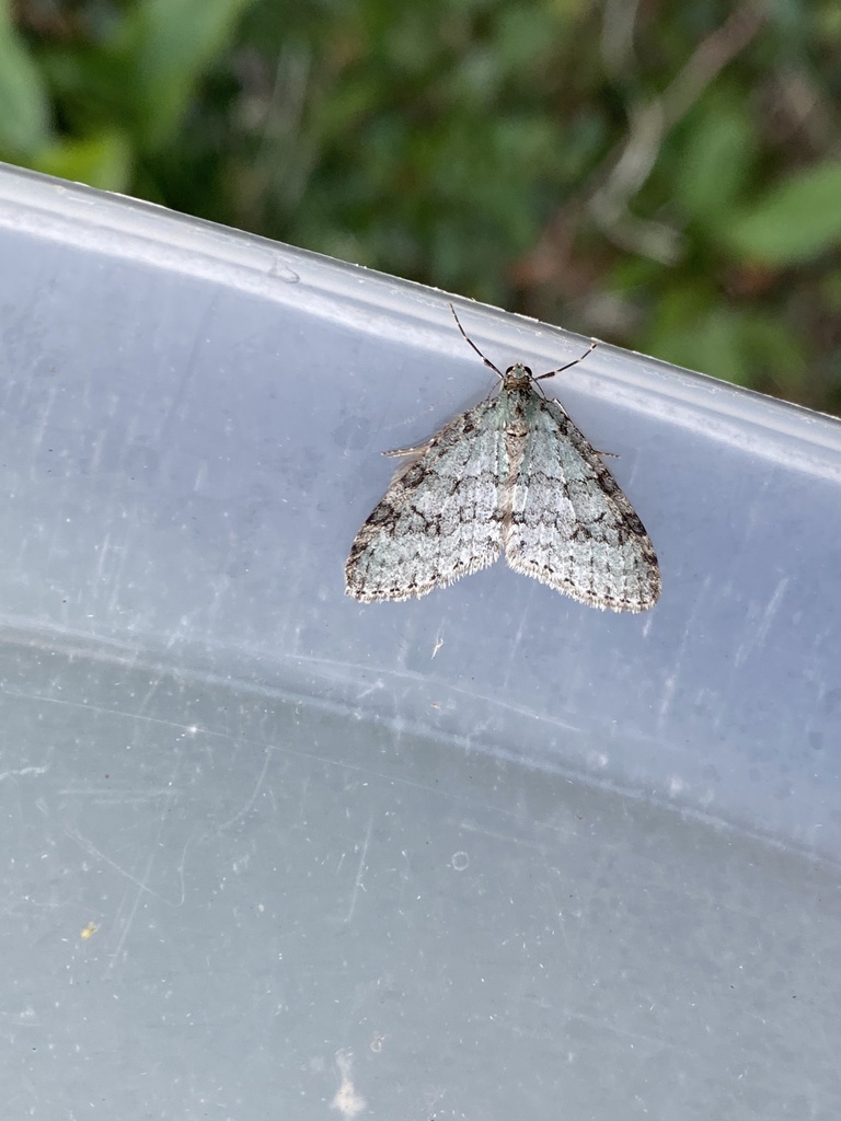Early Tooth-striped from North Devon AONB, UK on April 3, 2025 at 07:30 ...