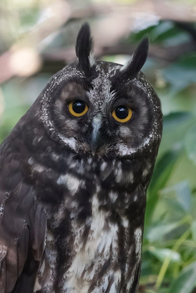 Stygian Owl from Calle 53 64B-99, Medellín, Antioquia, CO on July 9 ...