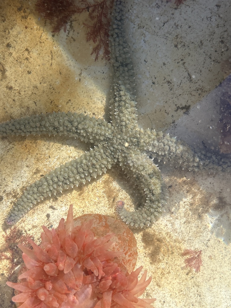 Spiny Starfish from Great Cumbrae Island, North Ayrshire, Scotland, GB ...