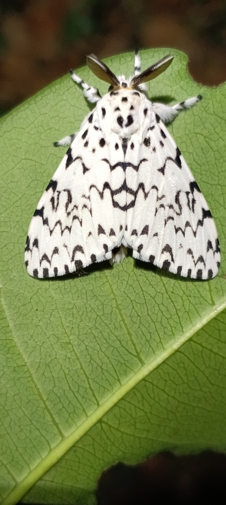 Lymantria todara from Shivalli, Karnataka 577424, India on April 1 ...