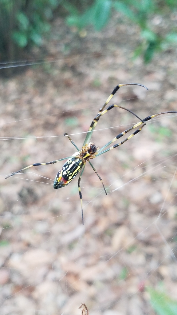 Joro Spider from Hamarikyu Gardens, 1-1 Hamarikyuteien, Chuo City ...