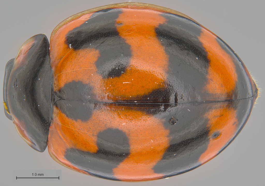 Small Transverse Ladybird Beetle from Singapore on February 6, 2025 by ...