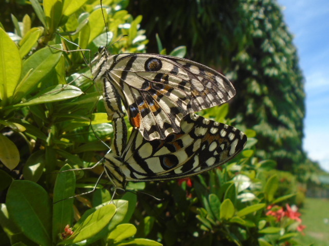 Lime Swallowtail from North Avancena, Molo, Iloilo City, Iloilo ...