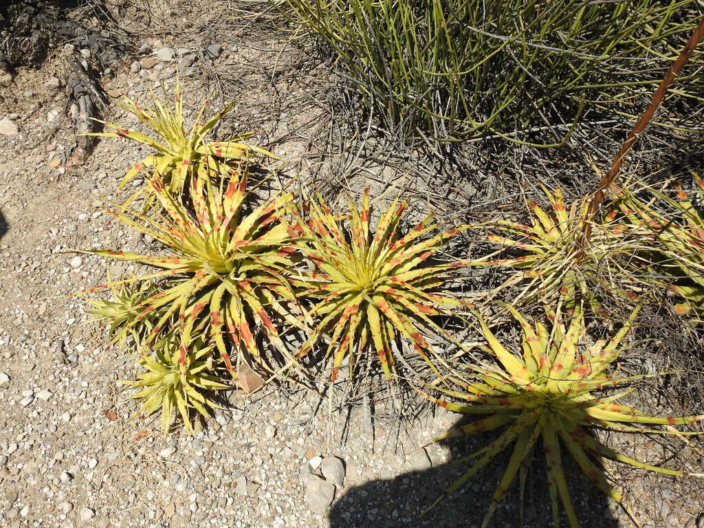 Guapilla from Zapotitlán, Pue., México on March 29, 2025 at 02:21 PM by ...