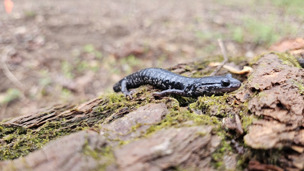 Southern Appalachian Salamander in April 2025 by mallory greene ...