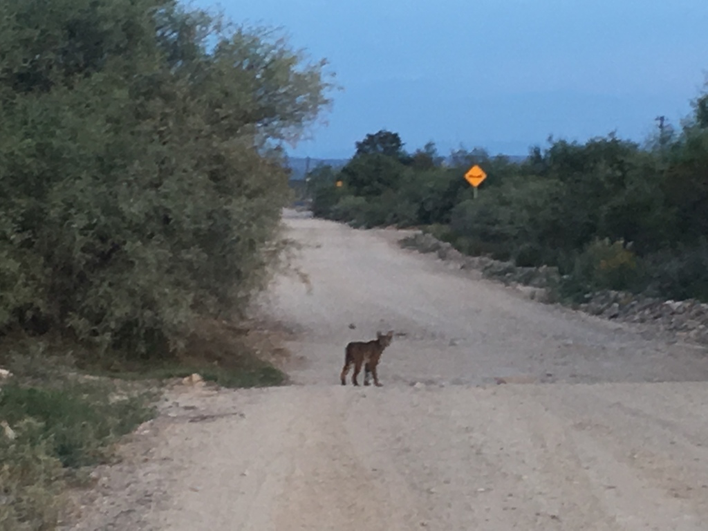 Bobcat from Mazapil, Mazapil, ZAC, MX on August 14, 2019 at 08:16 PM by ...