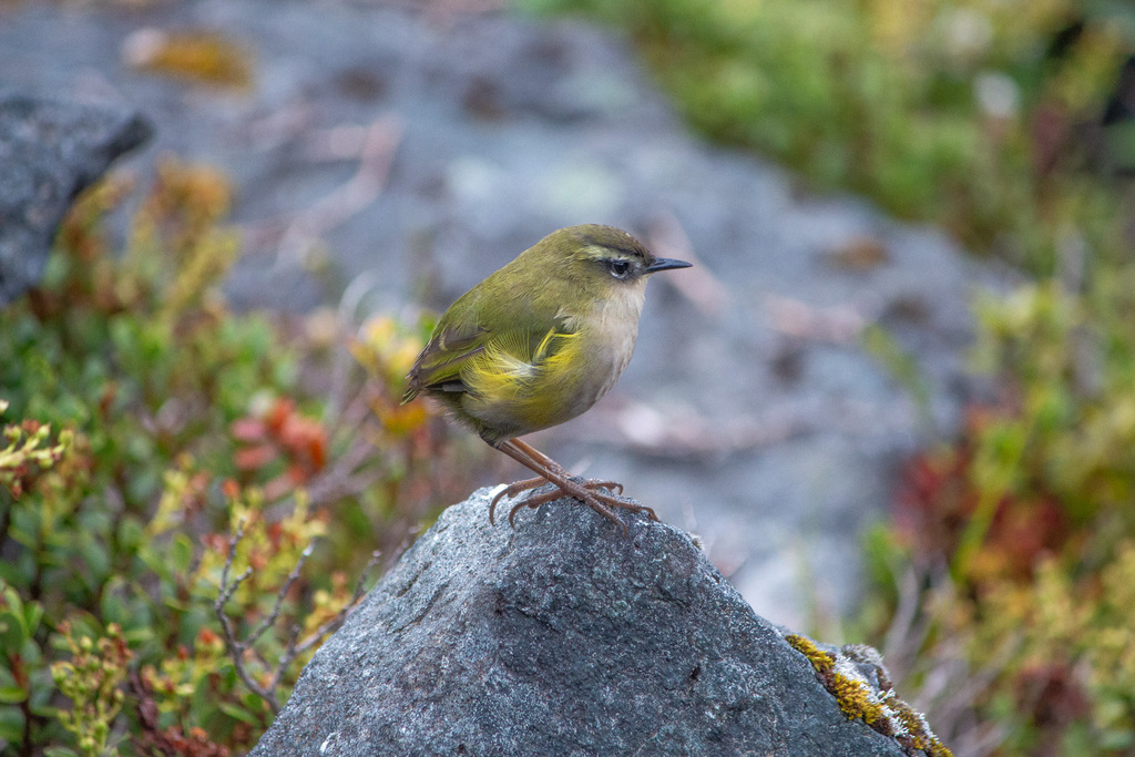 New Zealand Rockwren from Southland, New Zealand on February 25, 2025 ...