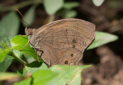 Genus Pindis · iNaturalist United Kingdom
