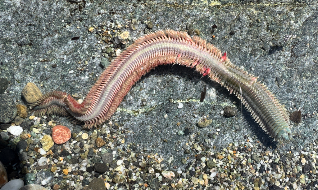 Pile Worm from Island County, WA, USA on April 03, 2025 at 07:45 PM by ...