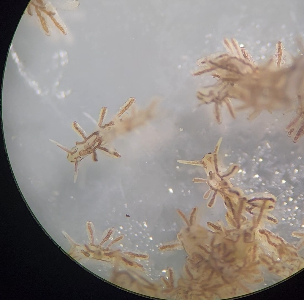 Stiliger fuscovittatus desde 5HMP+7J, Isla de La Piedra, 82043 Mazatlán ...