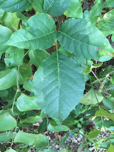 Observations by aunjoli · iNaturalist