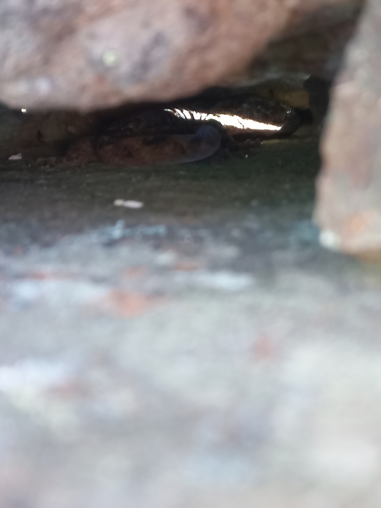 Waitaha Gecko in April 2025 by Ella Peoples · iNaturalist