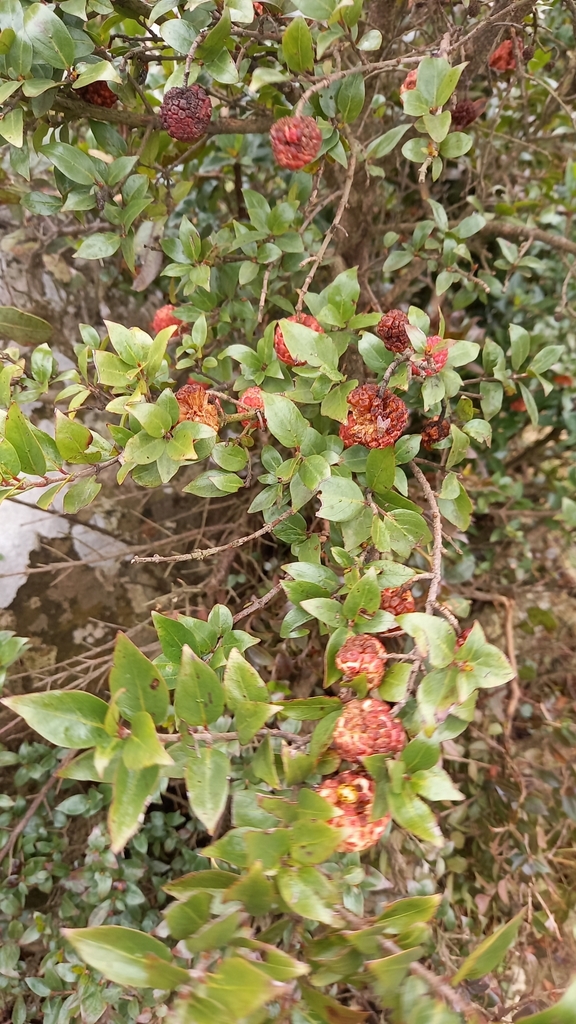 African Strawberry-Tree from Emakhazeni Local Municipality, South ...