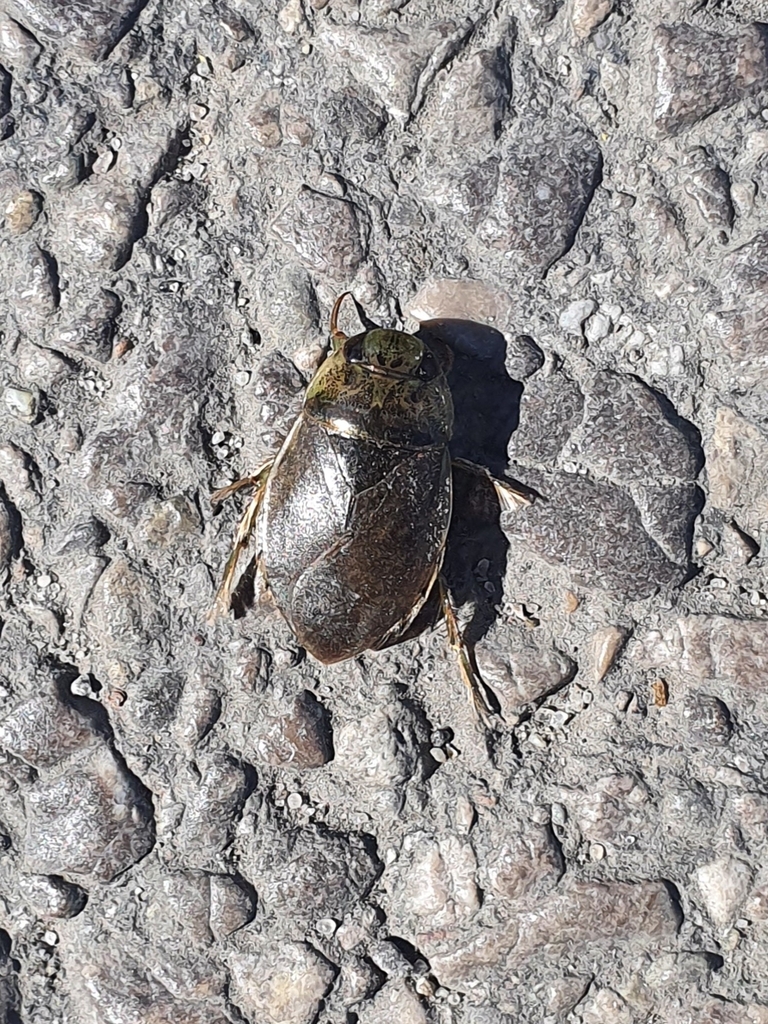 True Bugs from 30-348 Kraków, Polska on April 4, 2025 at 02:19 PM by ...