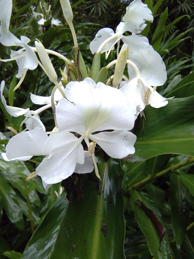 Zingiberaceae Family Ingwergewächse (Zingiberaceae)