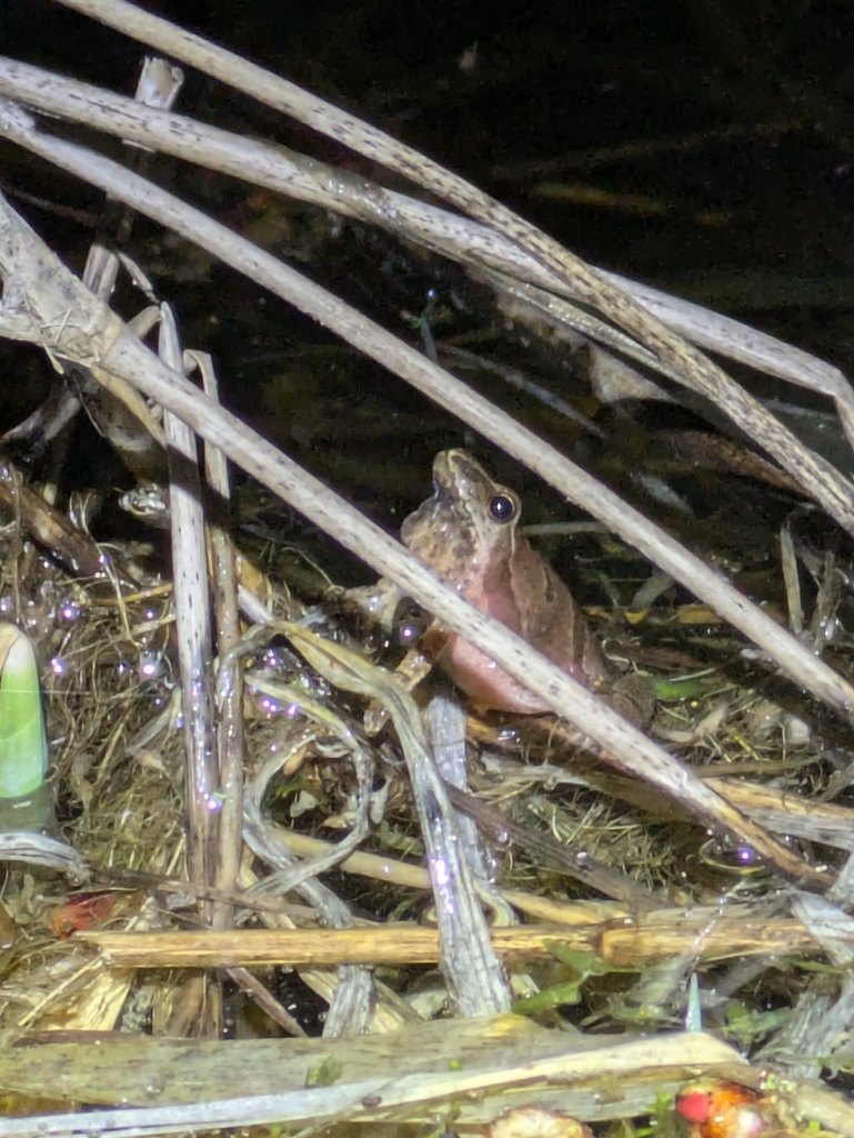 Spring Peeper from Washington, MI 48094, USA on April 3, 2025 at 09:04 ...