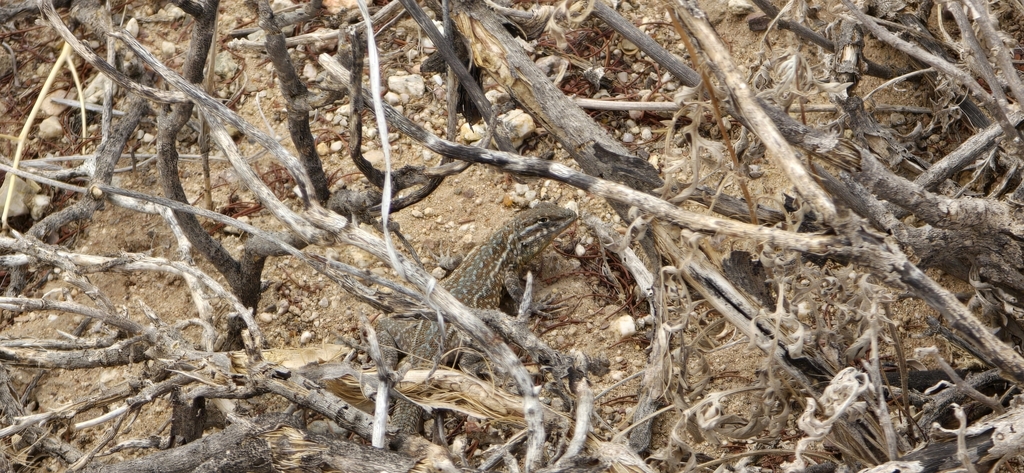 Common Side-blotched Lizard from Tucson, AZ 85747, USA on April 4, 2025 ...