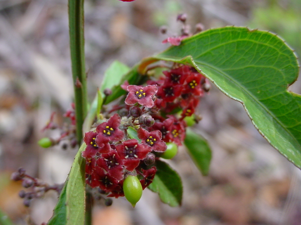 (Crossopetalum gaumeri) - Botanical Realm