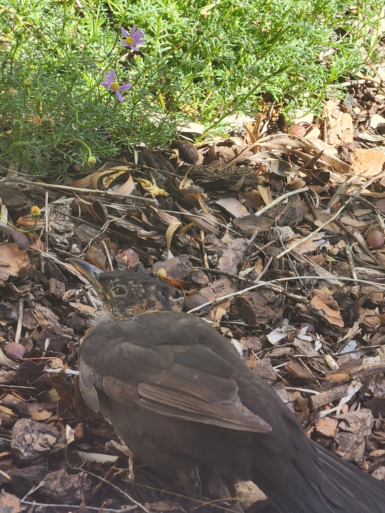 Eurasian Blackbird in April 2025 by Jem. Unsure if blackbird or not ...