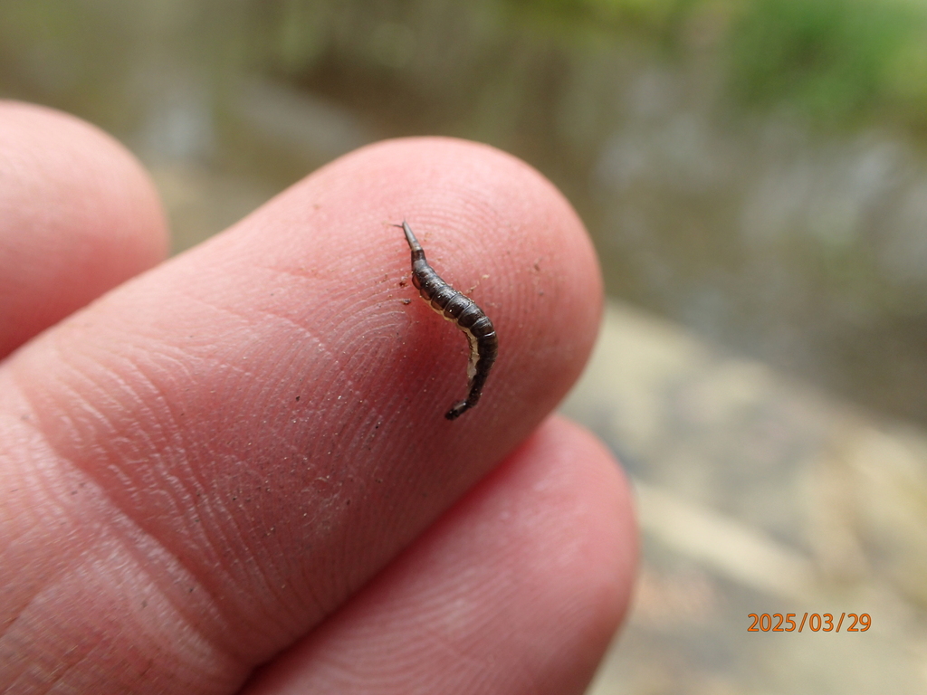 Aciliini from Tuscaloosa, AL, USA on March 29, 2025 at 11:50 AM by ...