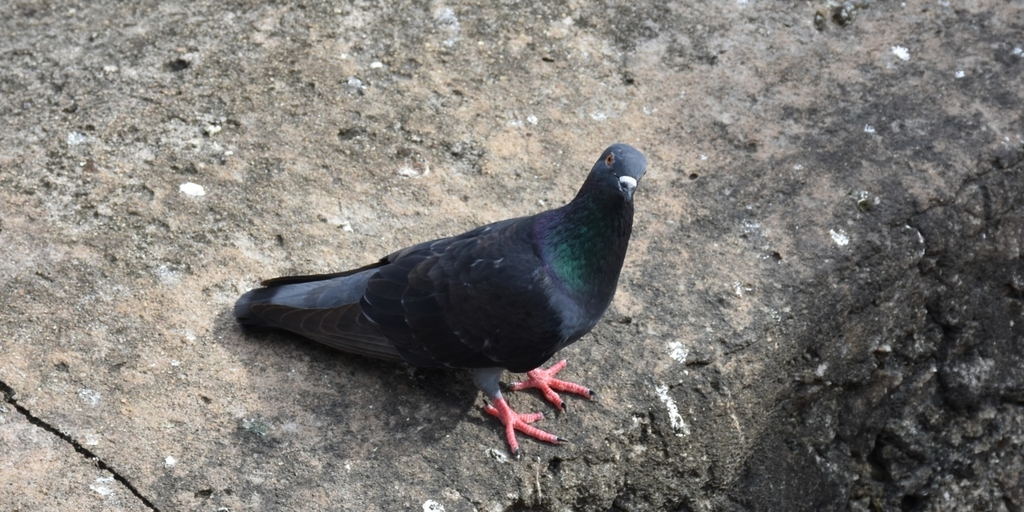 Feral Pigeon from P. O. Box 82412, Mombasa, Kenya on August 12, 2019 at ...